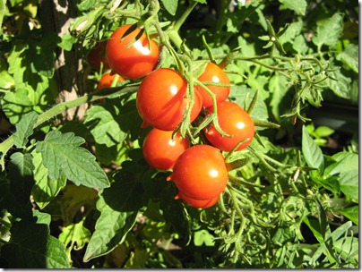 Hills and Plains Seedsavers: Goodbye Tomatoes, see you next Summer!